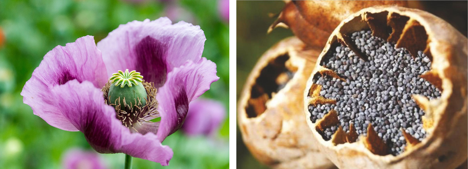 Poppy-seed Pasta – Mákos Tészta – Hungarian Tidbits